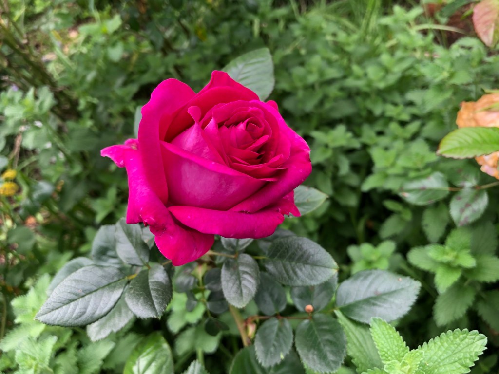 Heirloom Roses – A rose is a rose is a rose